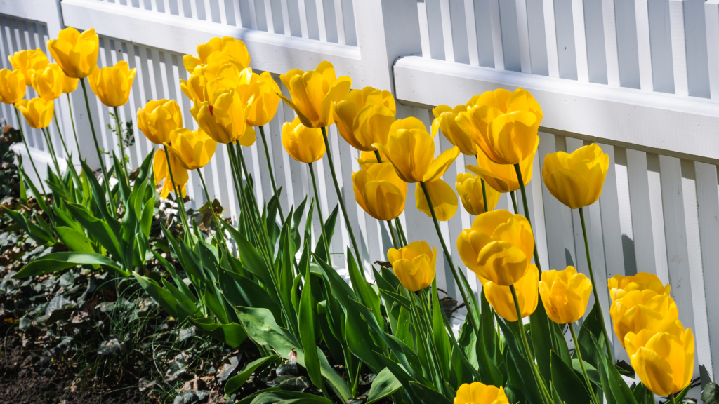 Preparing Your Yard for Spring - Clarksville Fencing